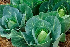 Crop – Omkar Agri Global