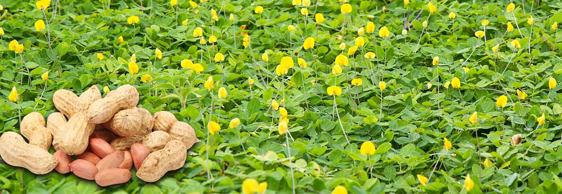 Crops – Omkar Agri Global