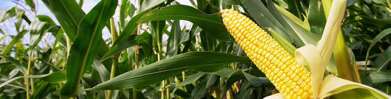 Crops – Omkar Agri Global